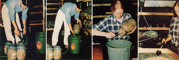 Growing Sprouts for Cash – Mother Earth News